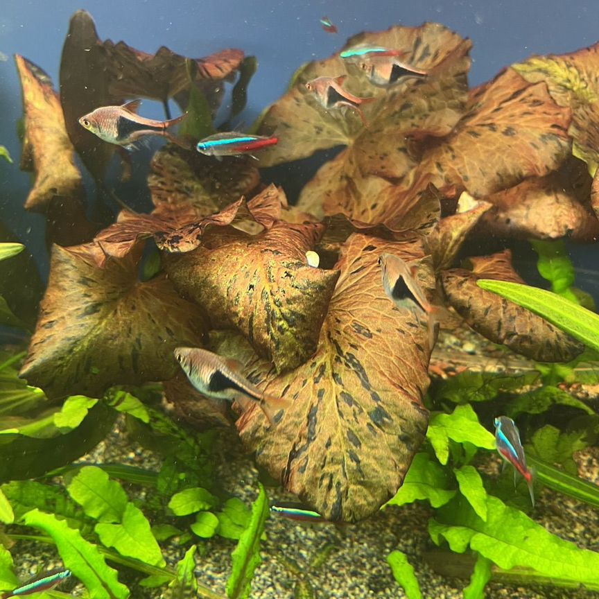 Нимфея красная