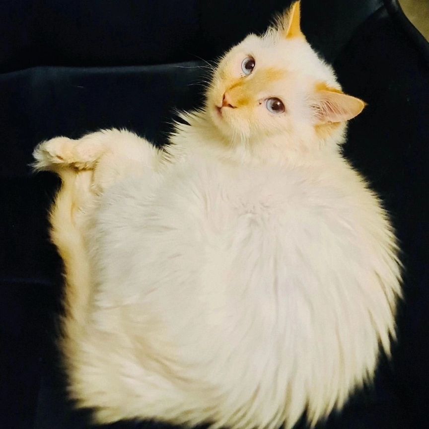 Тайский ласкучий котик