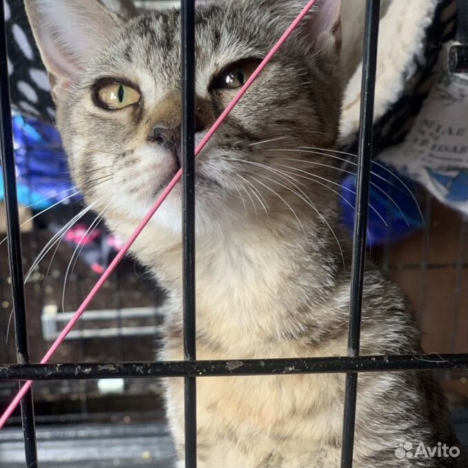 Котёнок плачет в клетке