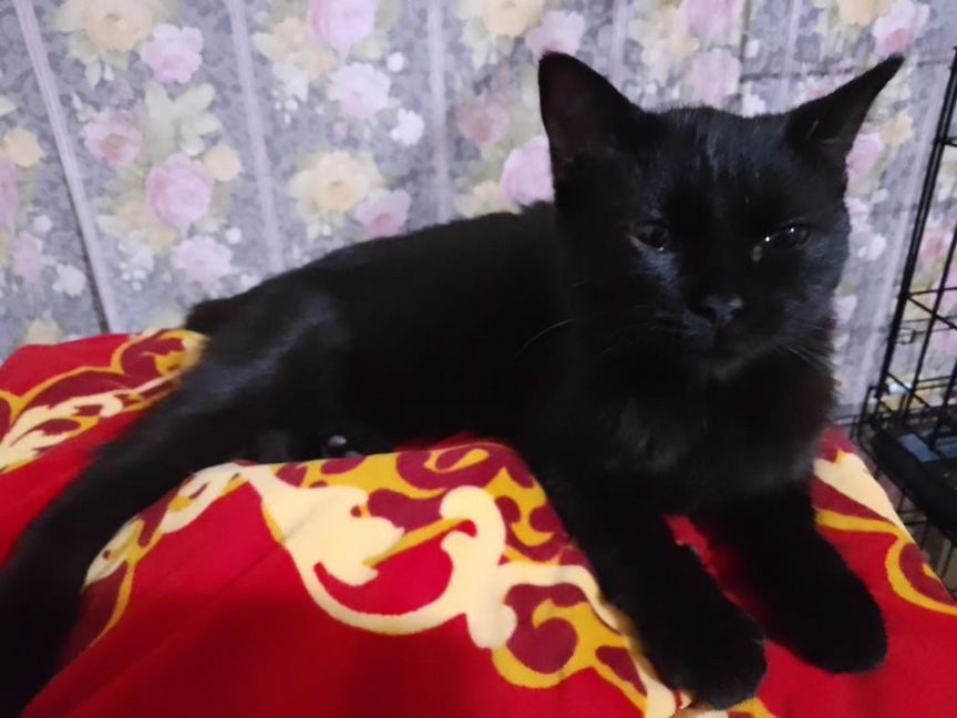 Котенок черная малышка