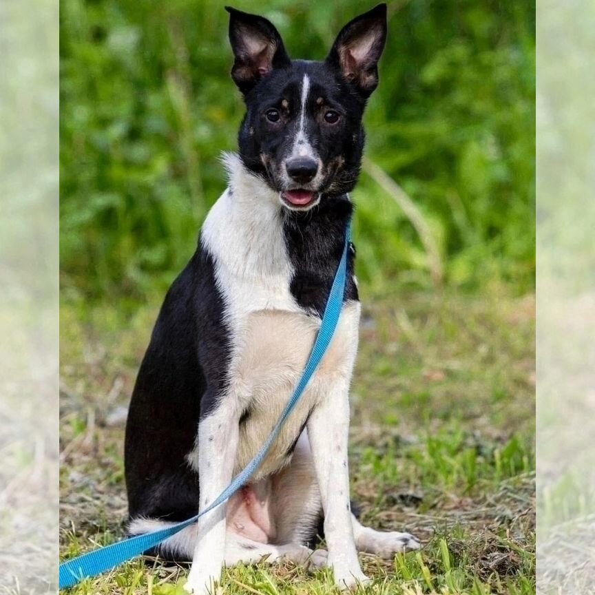 Собачка Лари в хорошую семью бесплатно