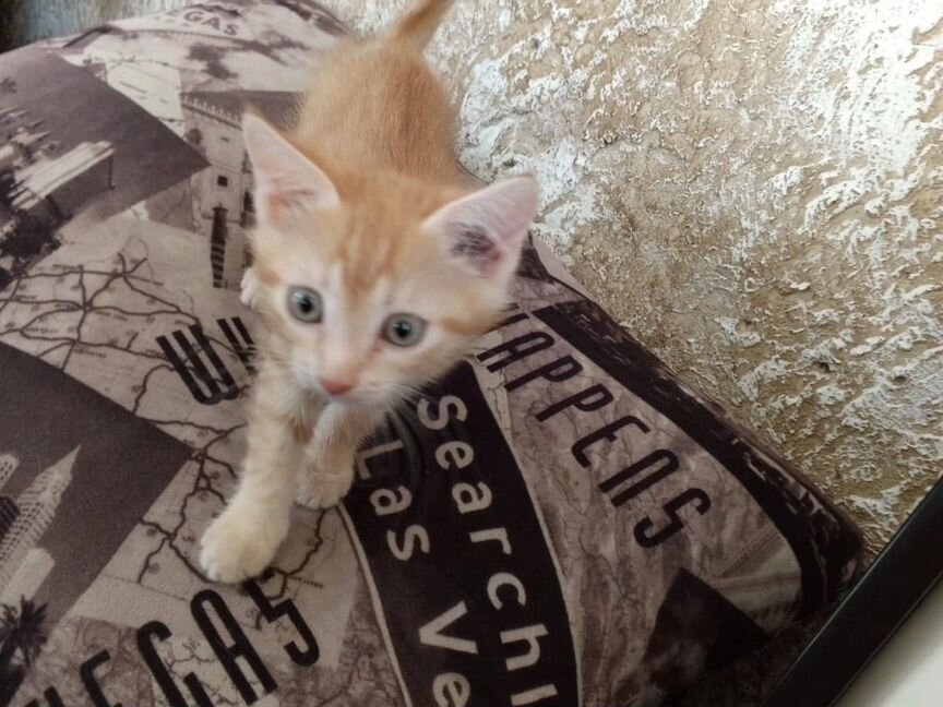 Котенок от ловчей кошки
