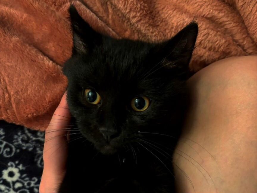 Котенок
