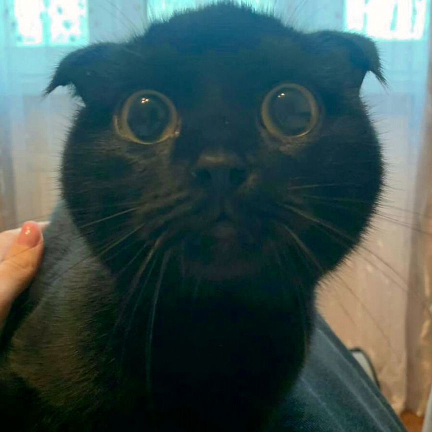 Кошечка вислоушка