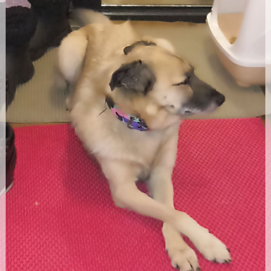 Взрослый пёс в добрые руки