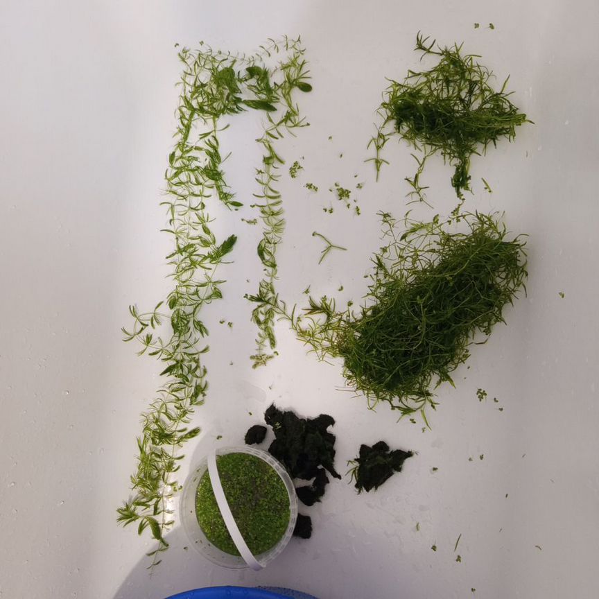 Водоросли для аквариума