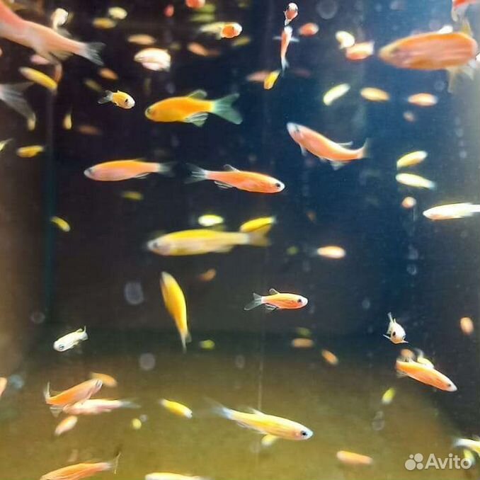 Рыбки данио цветные