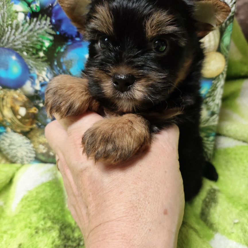 Йоркширский терьер