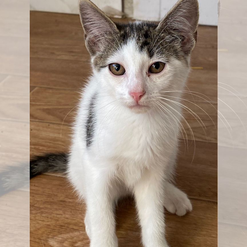 Котёнок в добрые руки