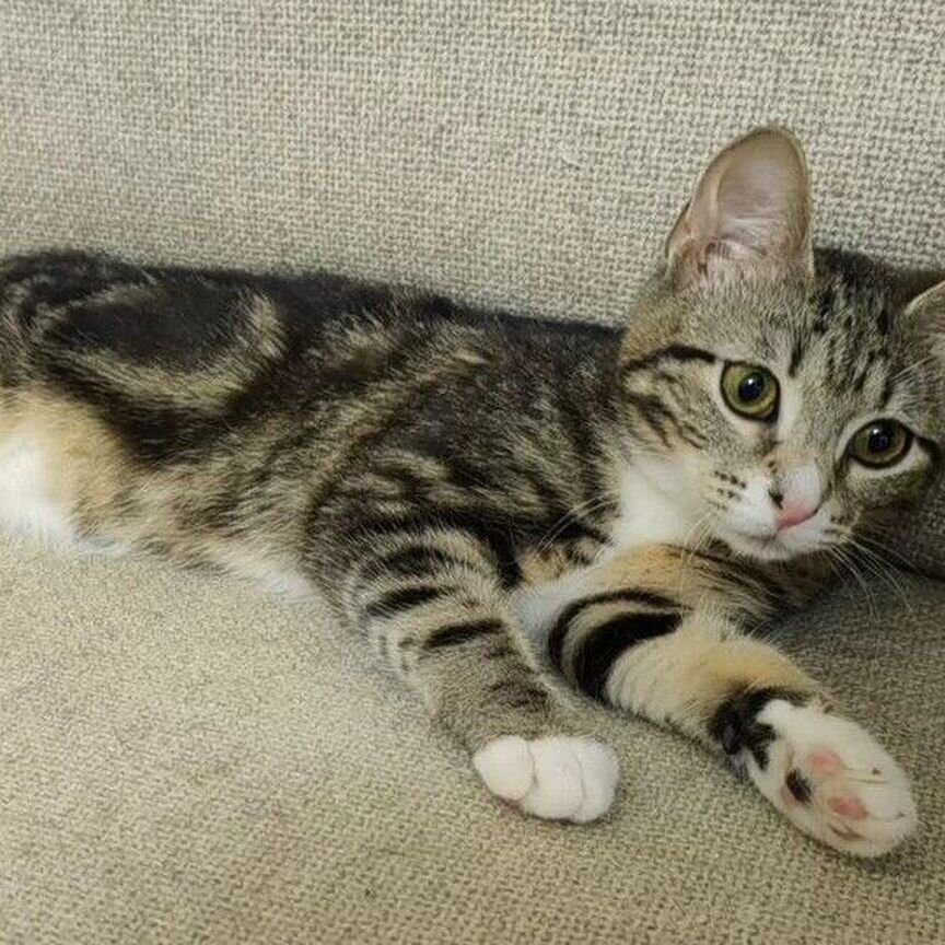 Котята в добрые руки бесплатно девочка
