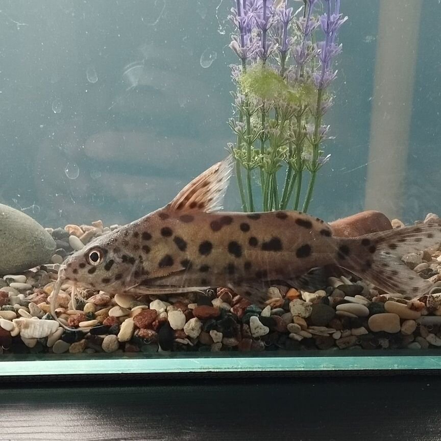 Аквариум с рыбками