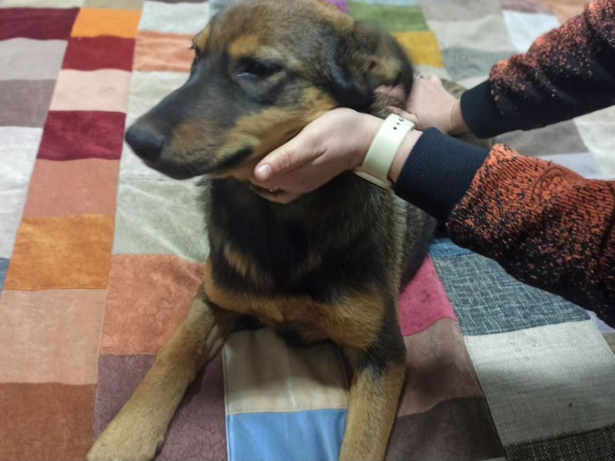 Собака в добрые руки