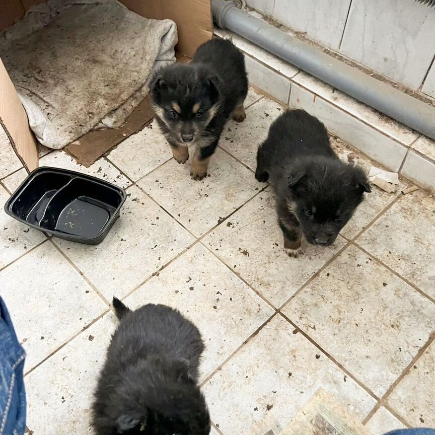 Щенки в добрые руки