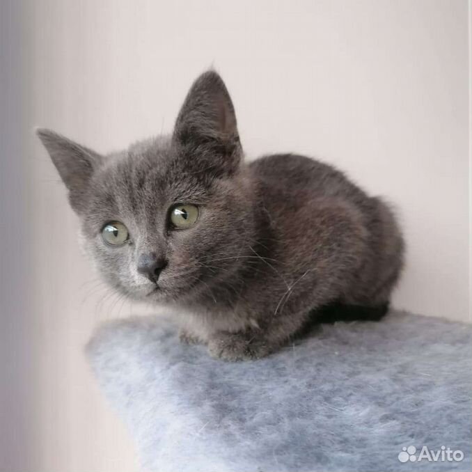 Русская голубая котёнок