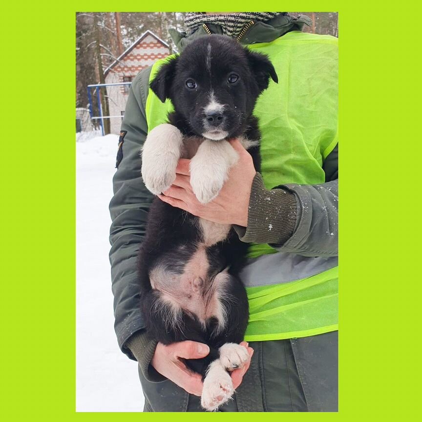 Щенок мальчик ищет дом