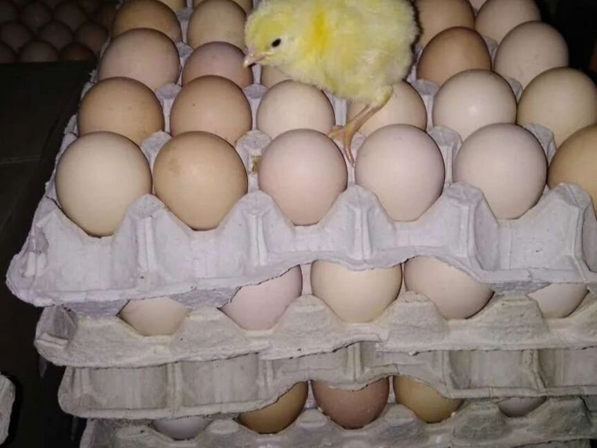 Инкубационное яйцо
