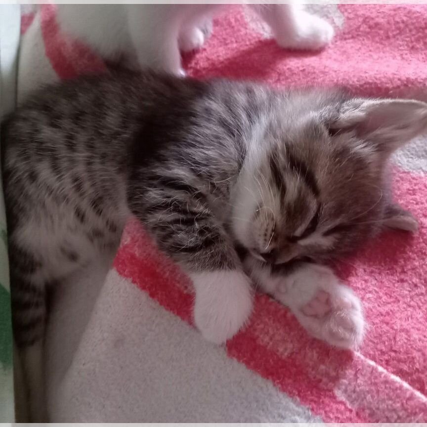 Котёнок от частного владельца