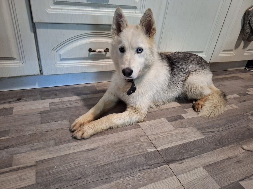 Собака в добрые руки