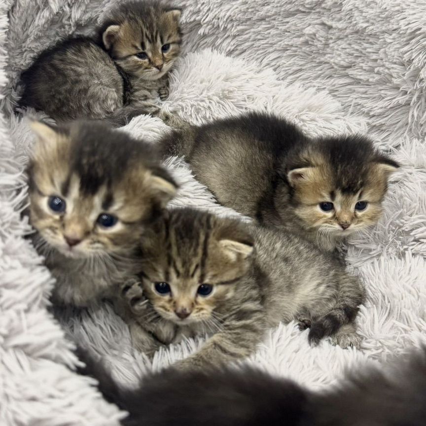 Шотландский вислоухий короткошёрстный котёнок