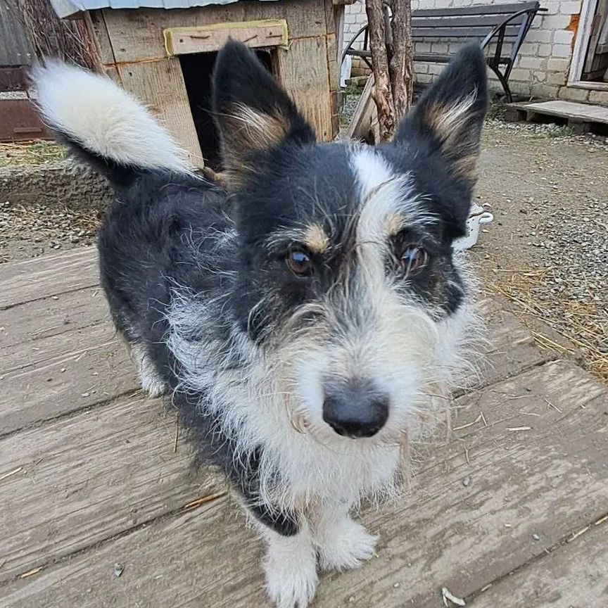 Взрослый пёс в добрые руки