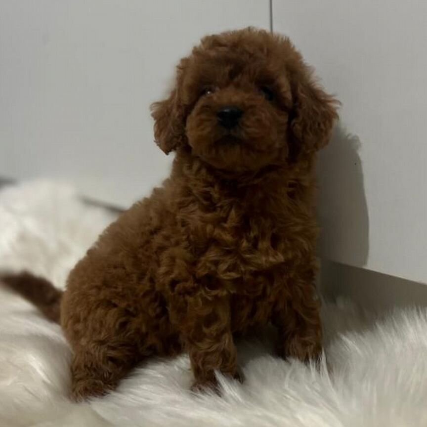 Той-пудель, щенок