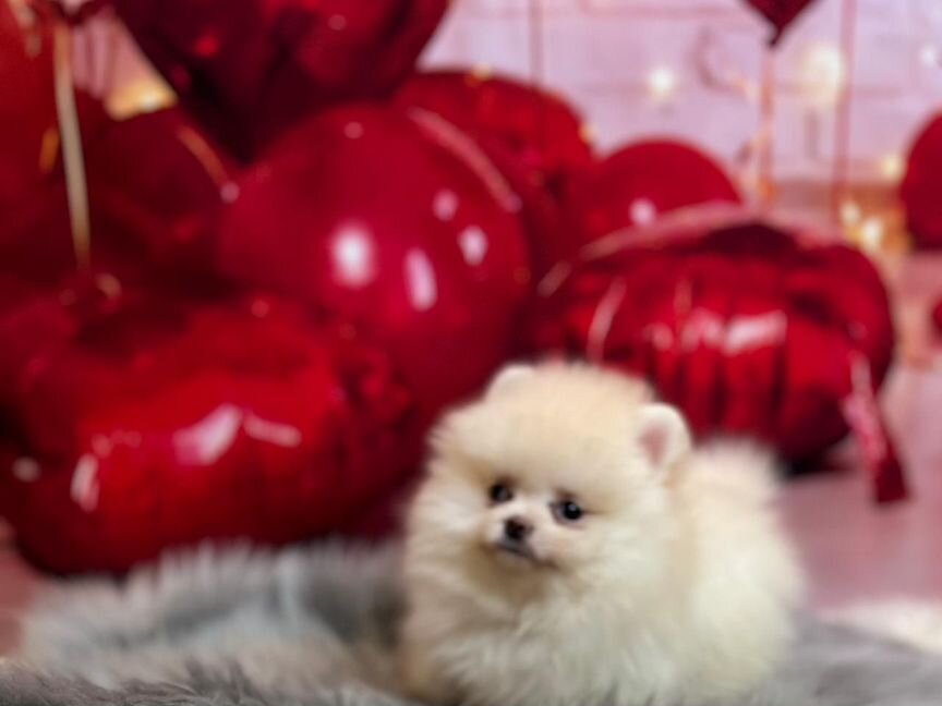 Померанский шпиц микро