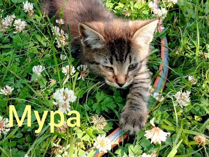 Котята ищут семью