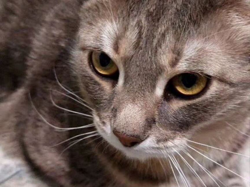 Хозяева отказались от кота