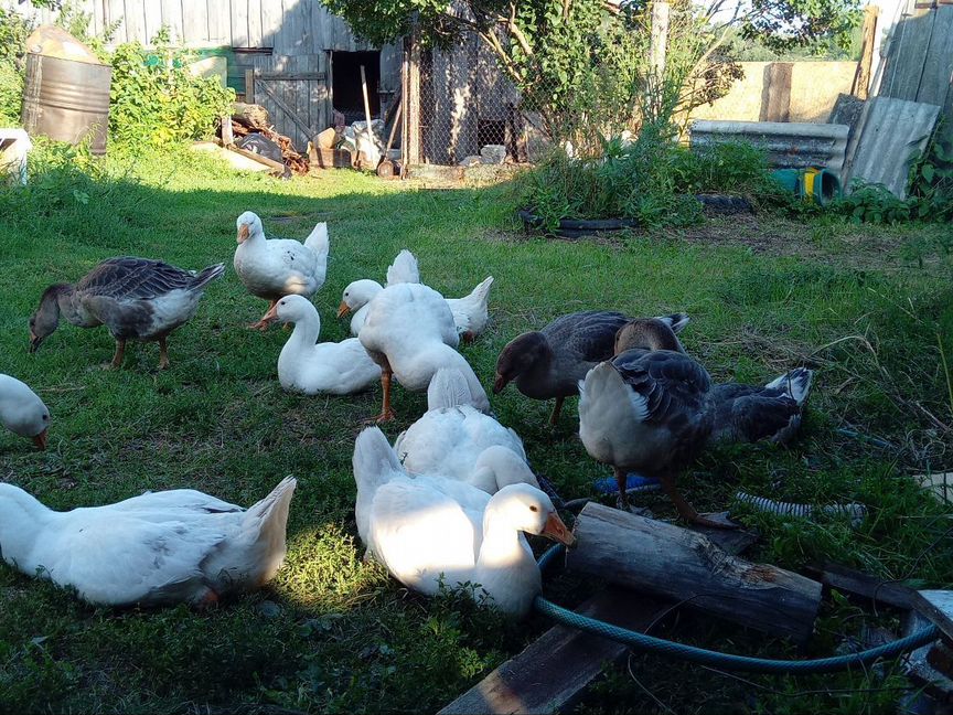 Гуси, куры,утки