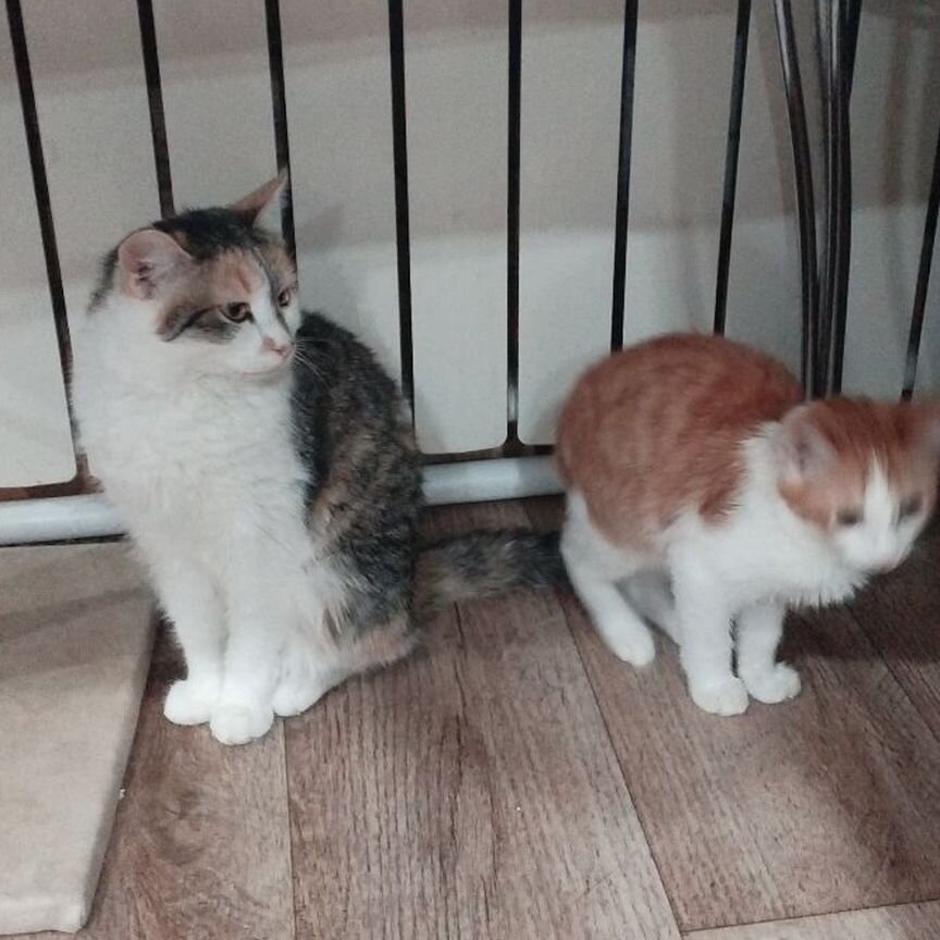 Взрослая кошка от частного владельца