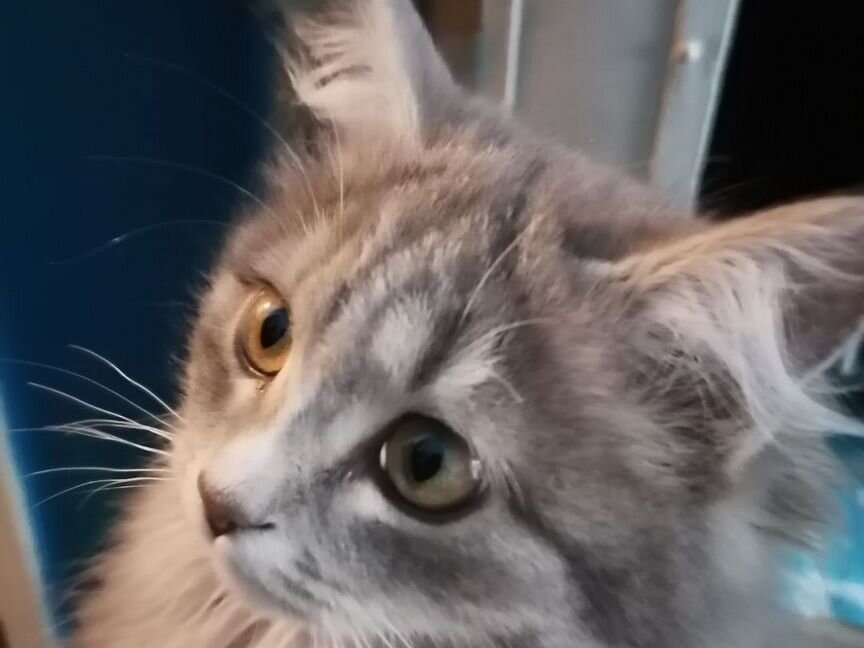 Норвежская лесная