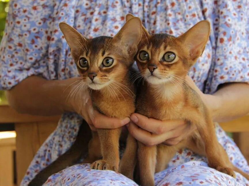 Абиссинские котята из питомника