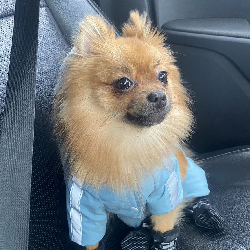 Куртка для собак