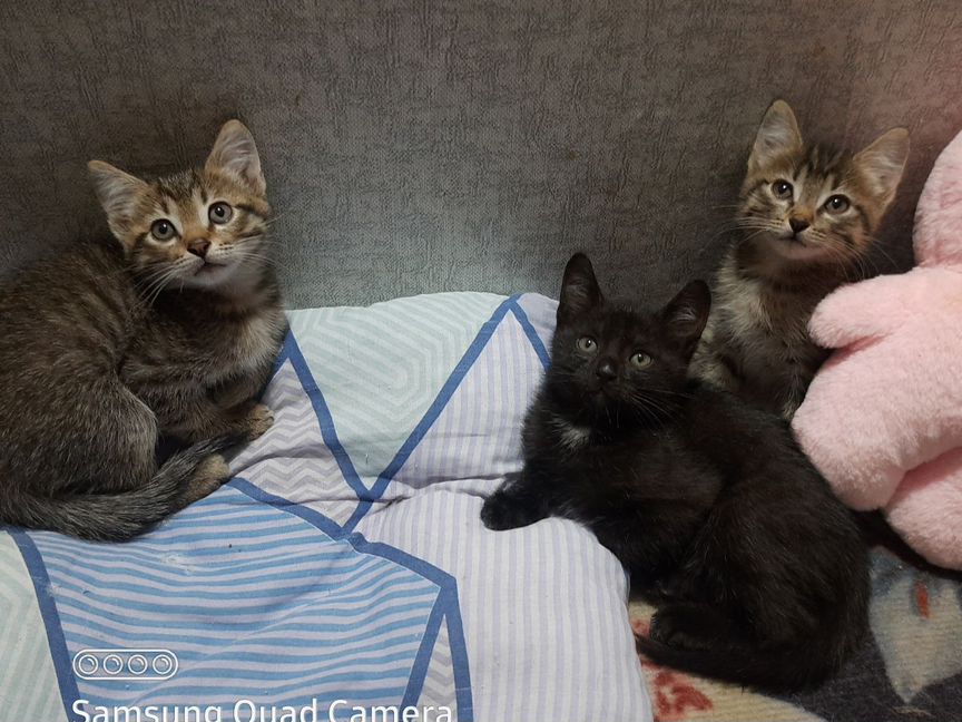 Котятки антидепрессантики