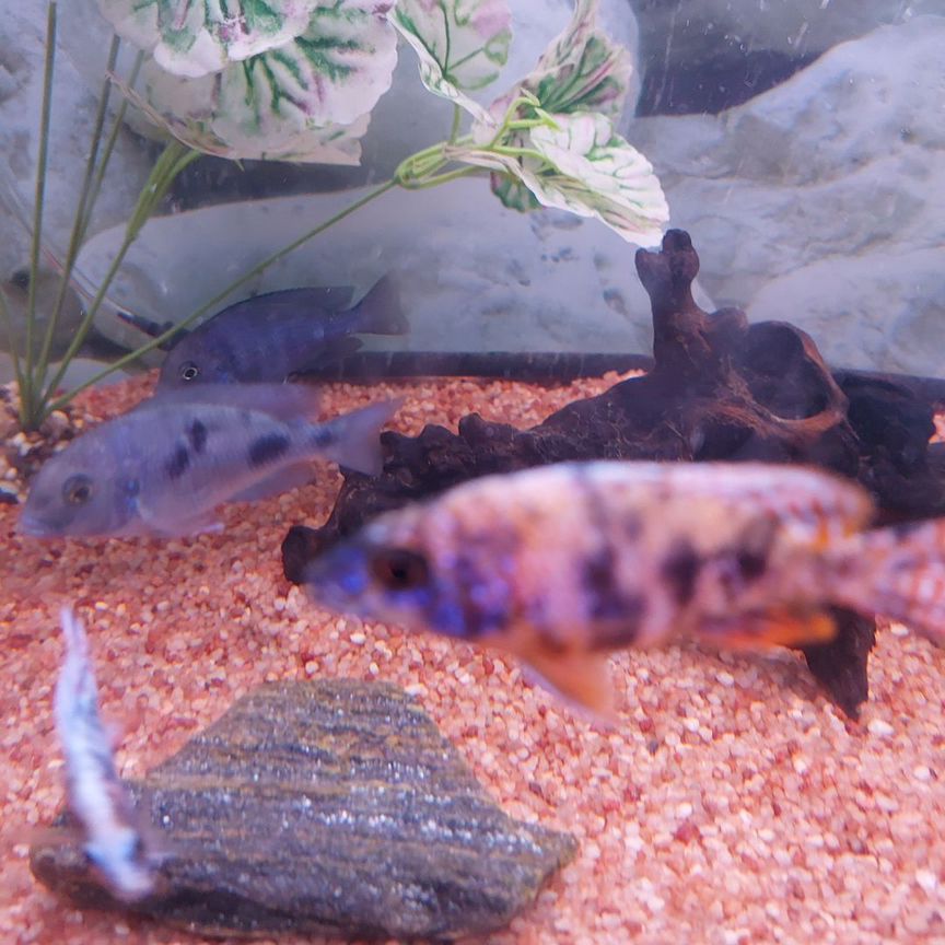 Рыбка Аулунокара триколор