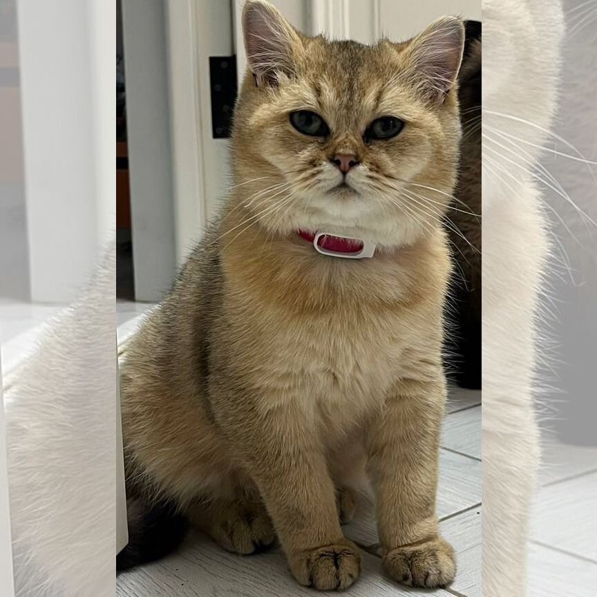 Британский котик золотистая шиншилла