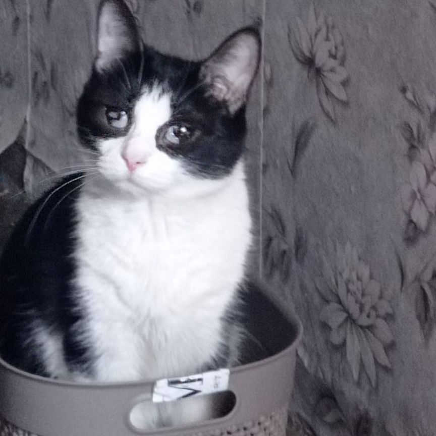 Взрослая кошка от частного владельца