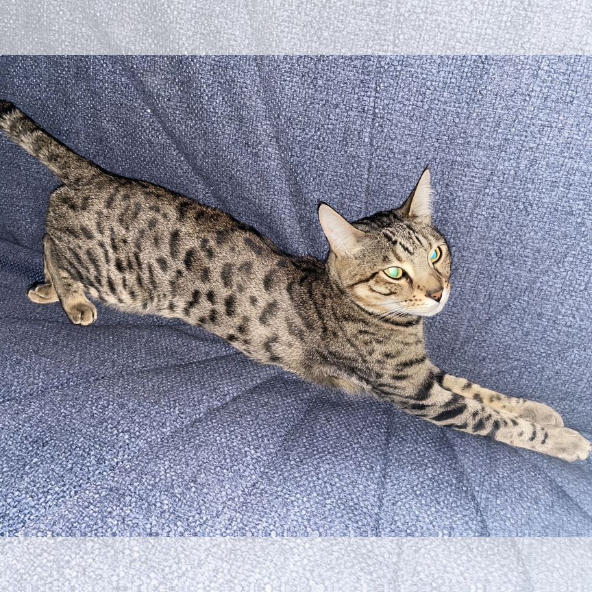 Бенгальская, взрослая кошка