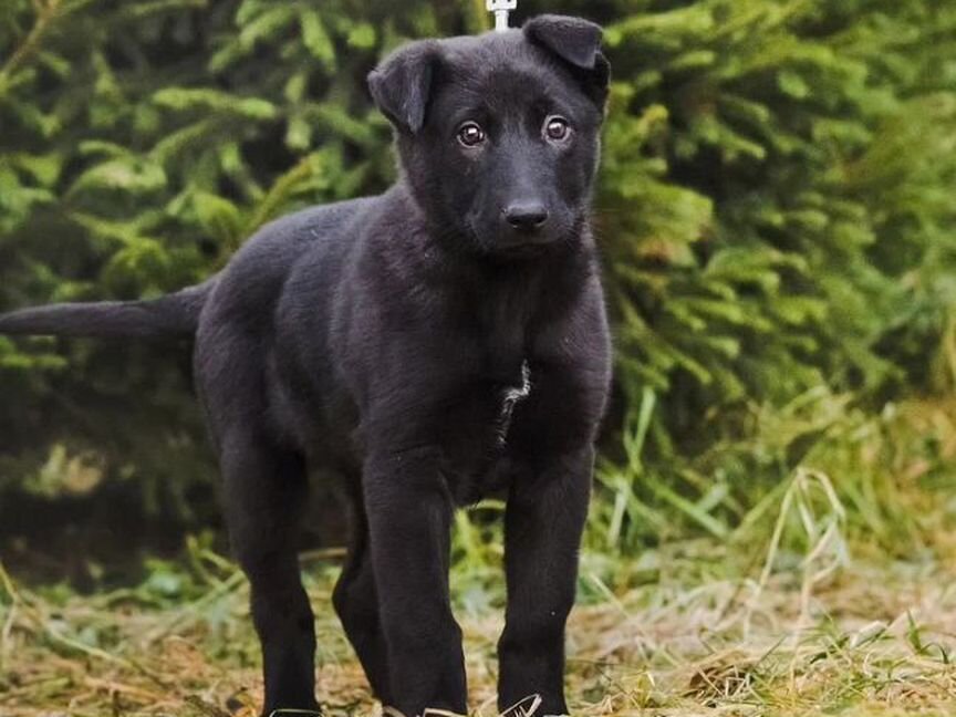 Айка, Щенок