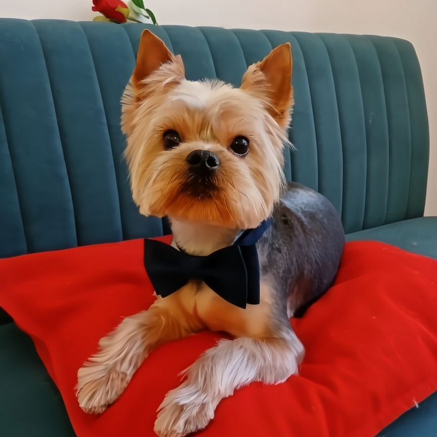 Йоркширский терьер, вязка