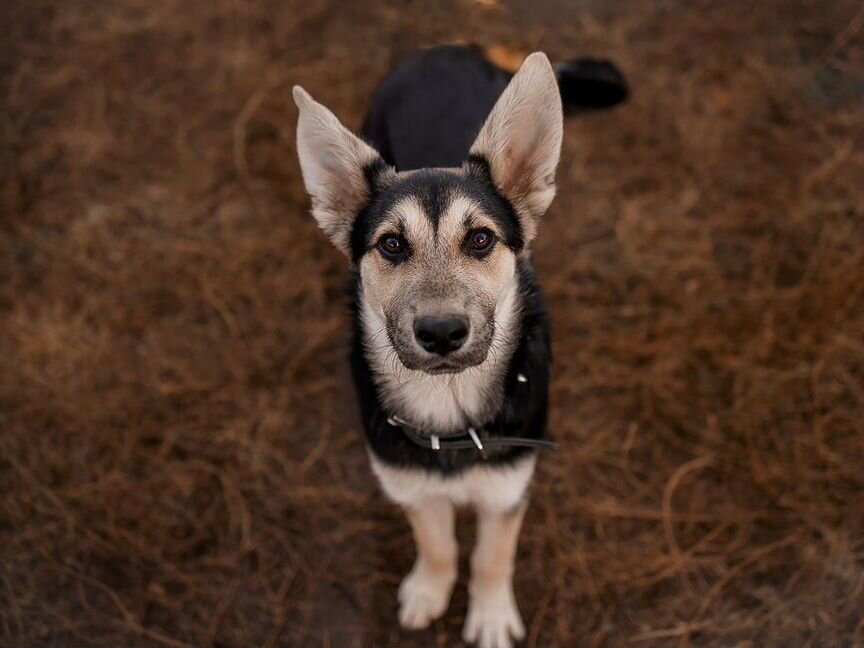 Изюм ищет дом