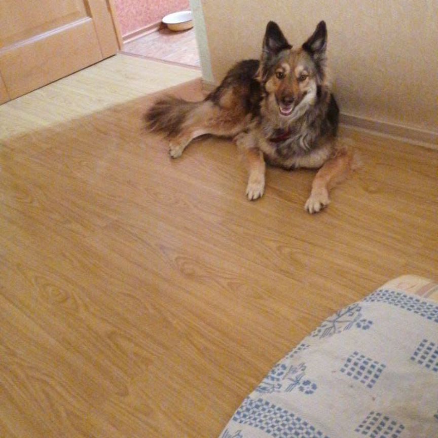 Метис овчарки в добрые руки