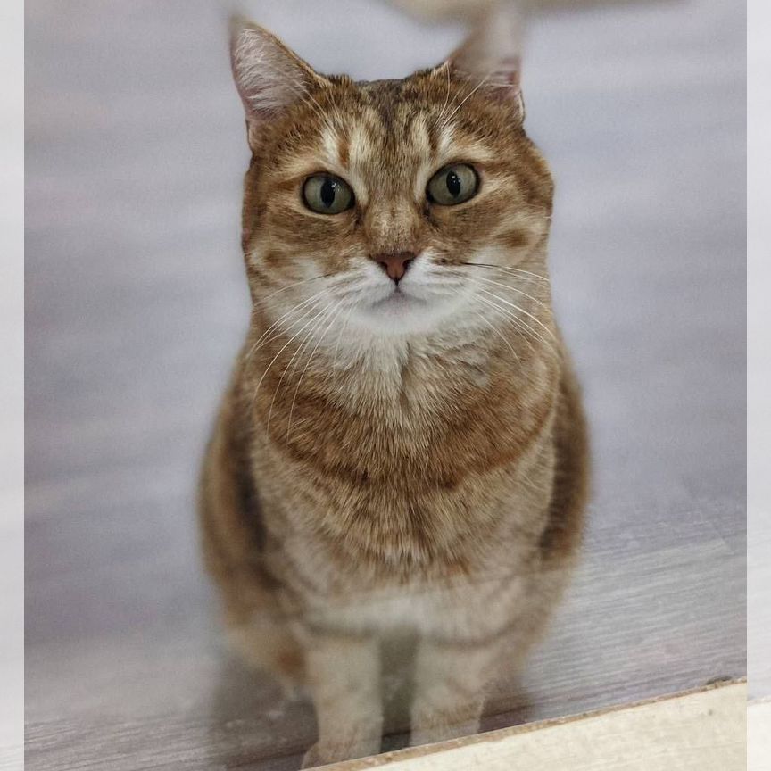 Кошка Шейла в добрые руки