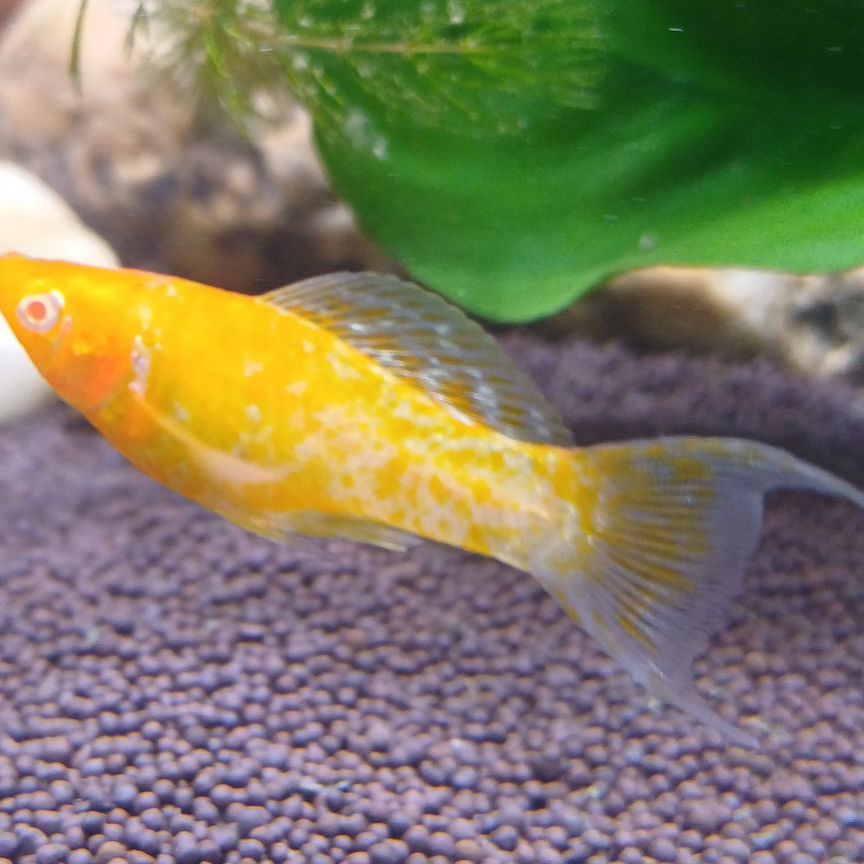 Рыбки моллинезии (цена за 3 шт)