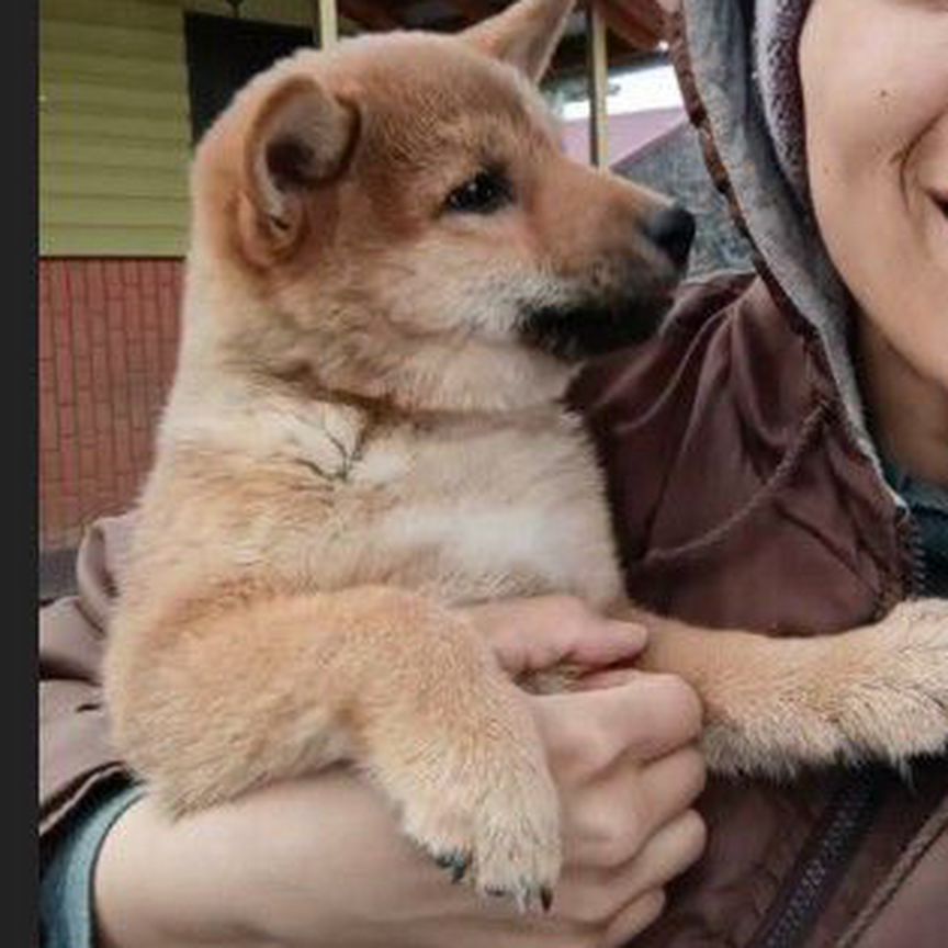 Сиба-ину, щенок