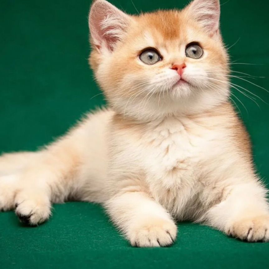 Котик