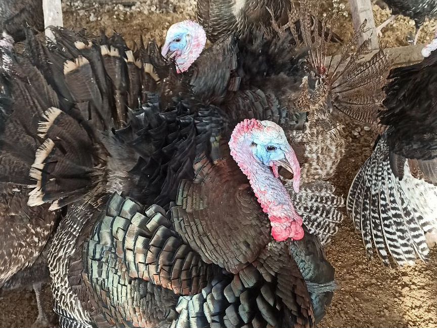 Индюки на племя