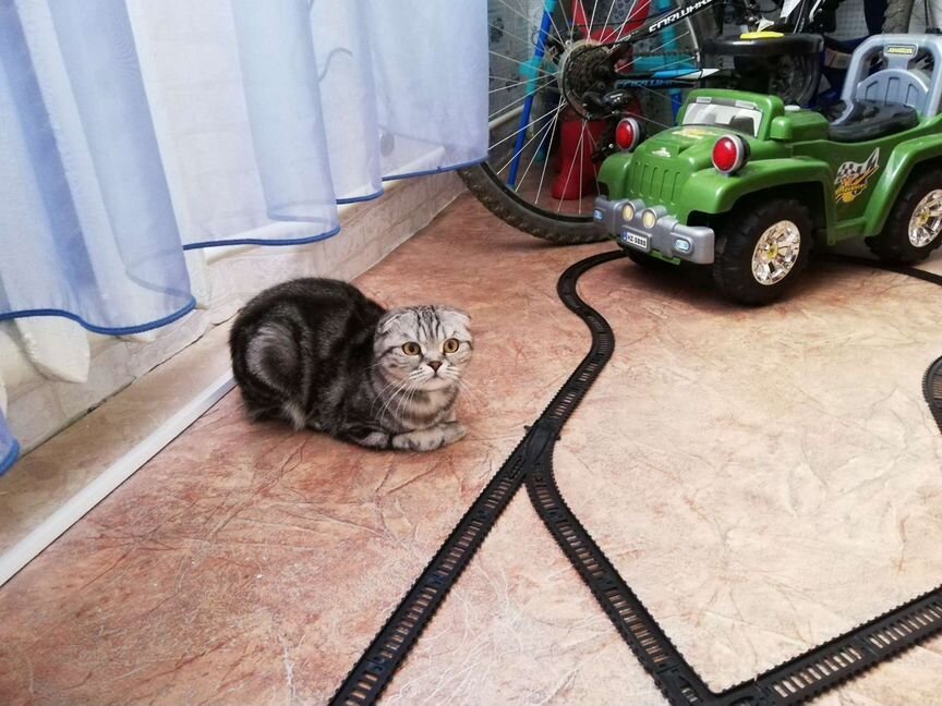 Шотланская кошка