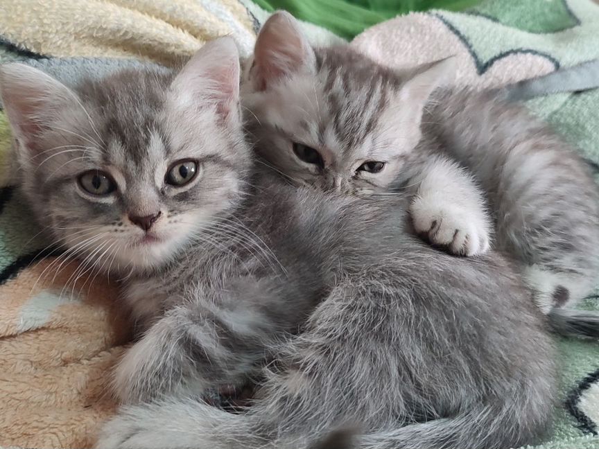 Шотландские прямоухие котята