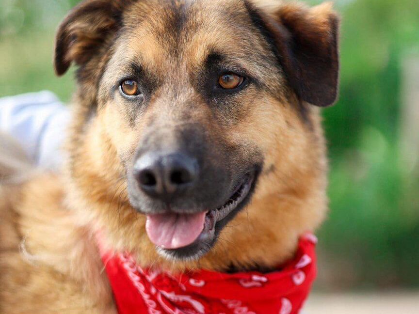 Собака в добрые руки Бурбон